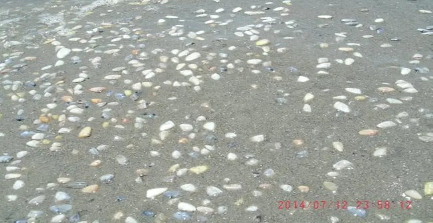 8 Best shelling beaches in Texas (With Precious Souvenirs) 2024 ...