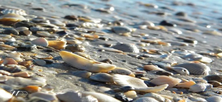 8 Best shelling beaches in Texas (With Precious Souvenirs) 2024 ...
