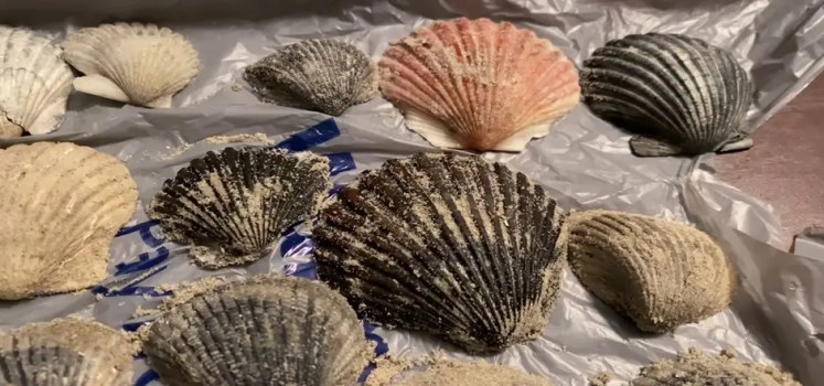8 Best shelling beaches in Texas (With Precious Souvenirs) 2024 ...