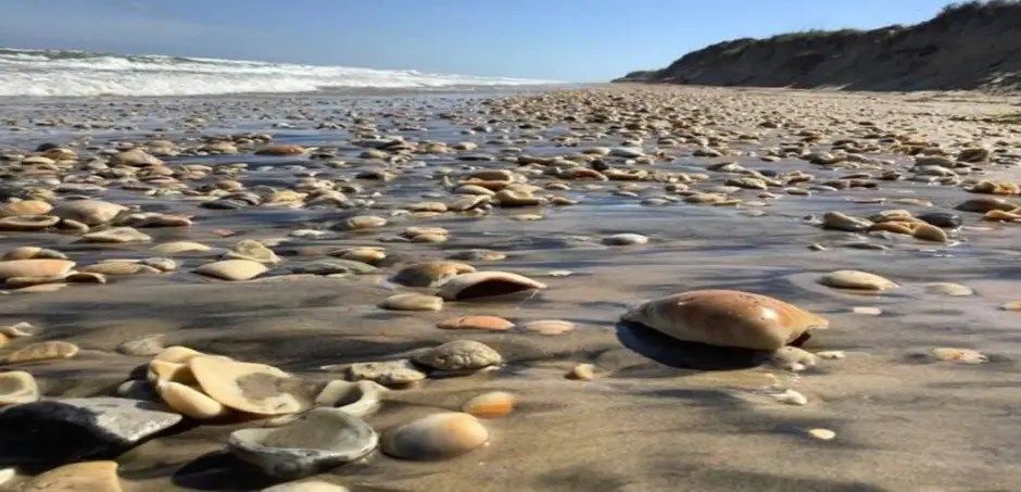 8 Best shelling beaches in Texas (With Precious Souvenirs) 2024 ...